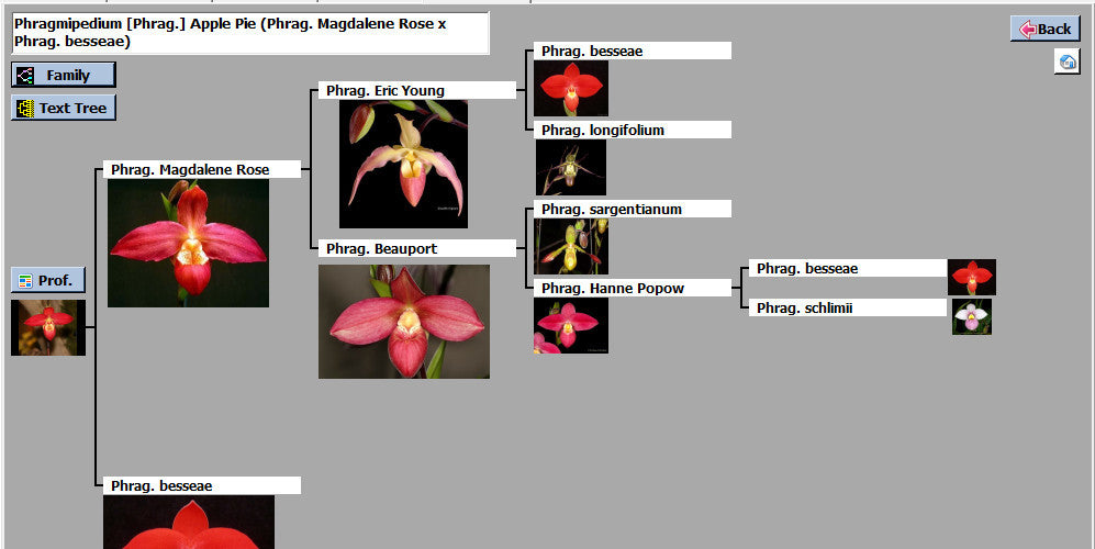 OrchidWiz Orchid Database Software